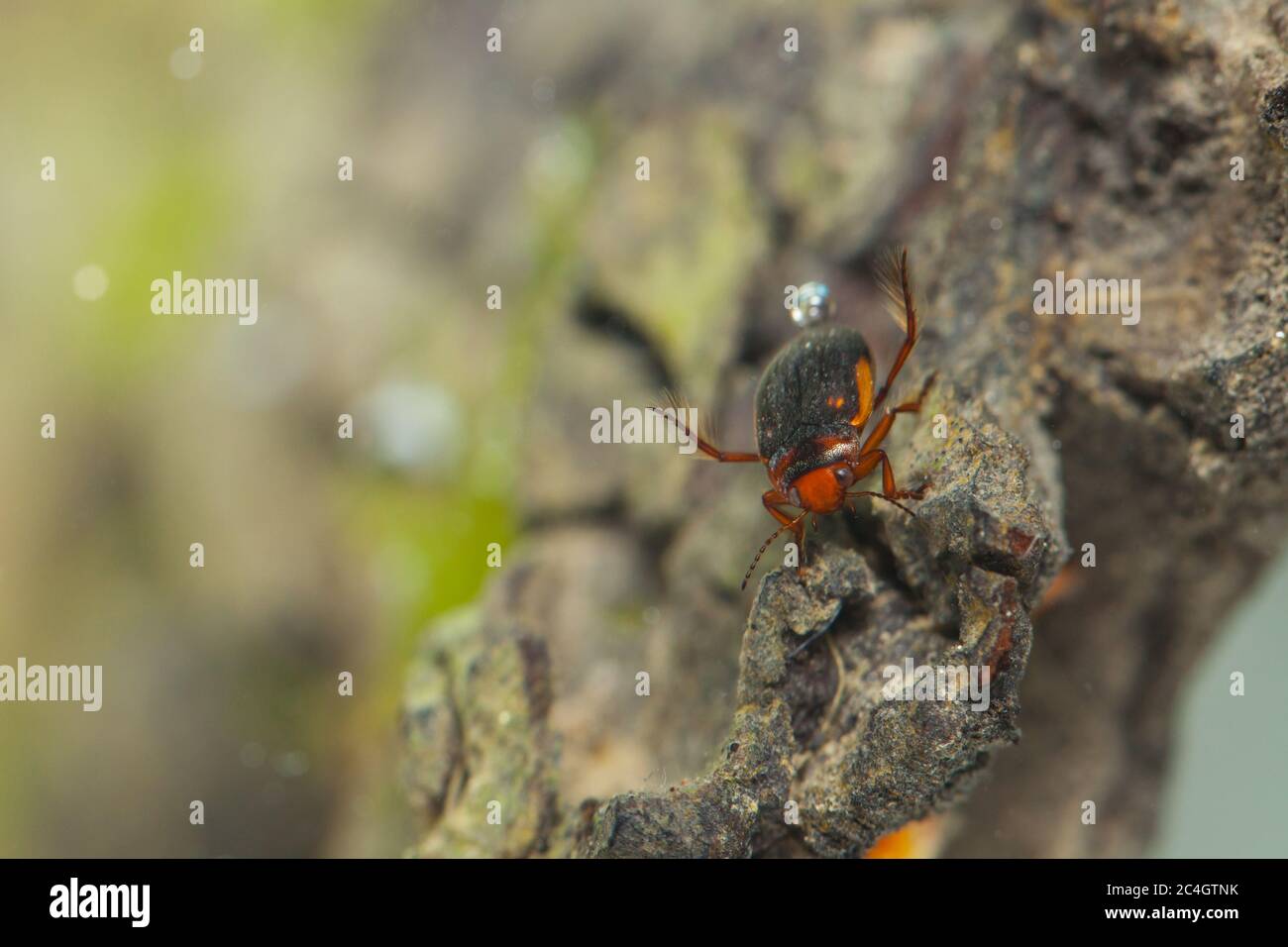 Diving beetle (Hydroporus erythrocephalus Stock Photo - Alamy