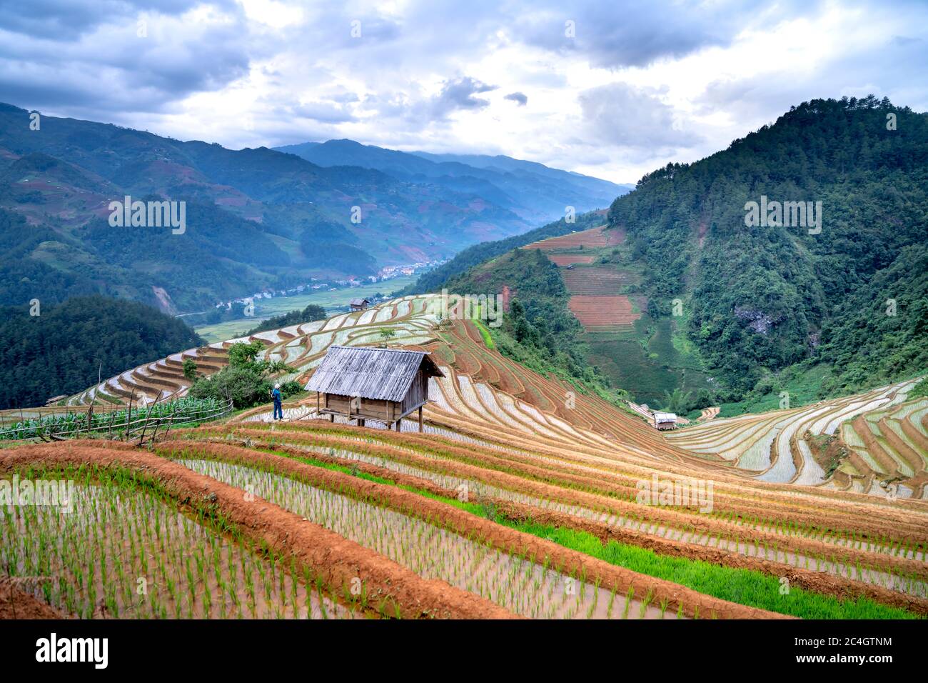 The image is as beautiful as the oil painting of terraced field. Curved ...