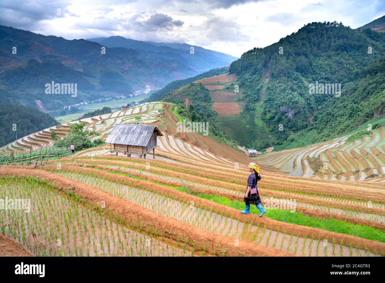 The image is as beautiful as the oil painting of terraced field. Curved ...