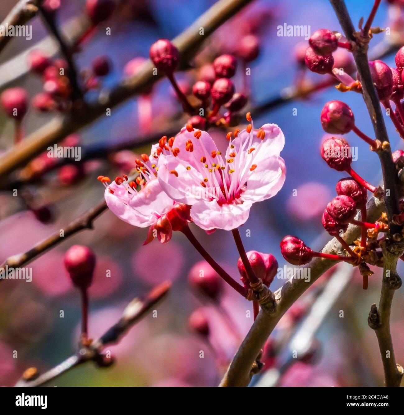 Pink Cherry Plum Blossom Flowering Fruit Tree Macro Bellevue Washington ...