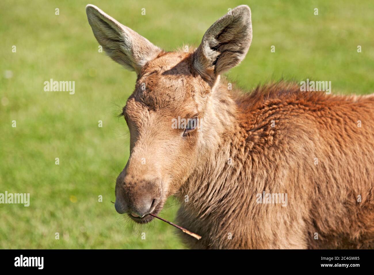 Close up moose nose hi-res stock photography and images - Alamy