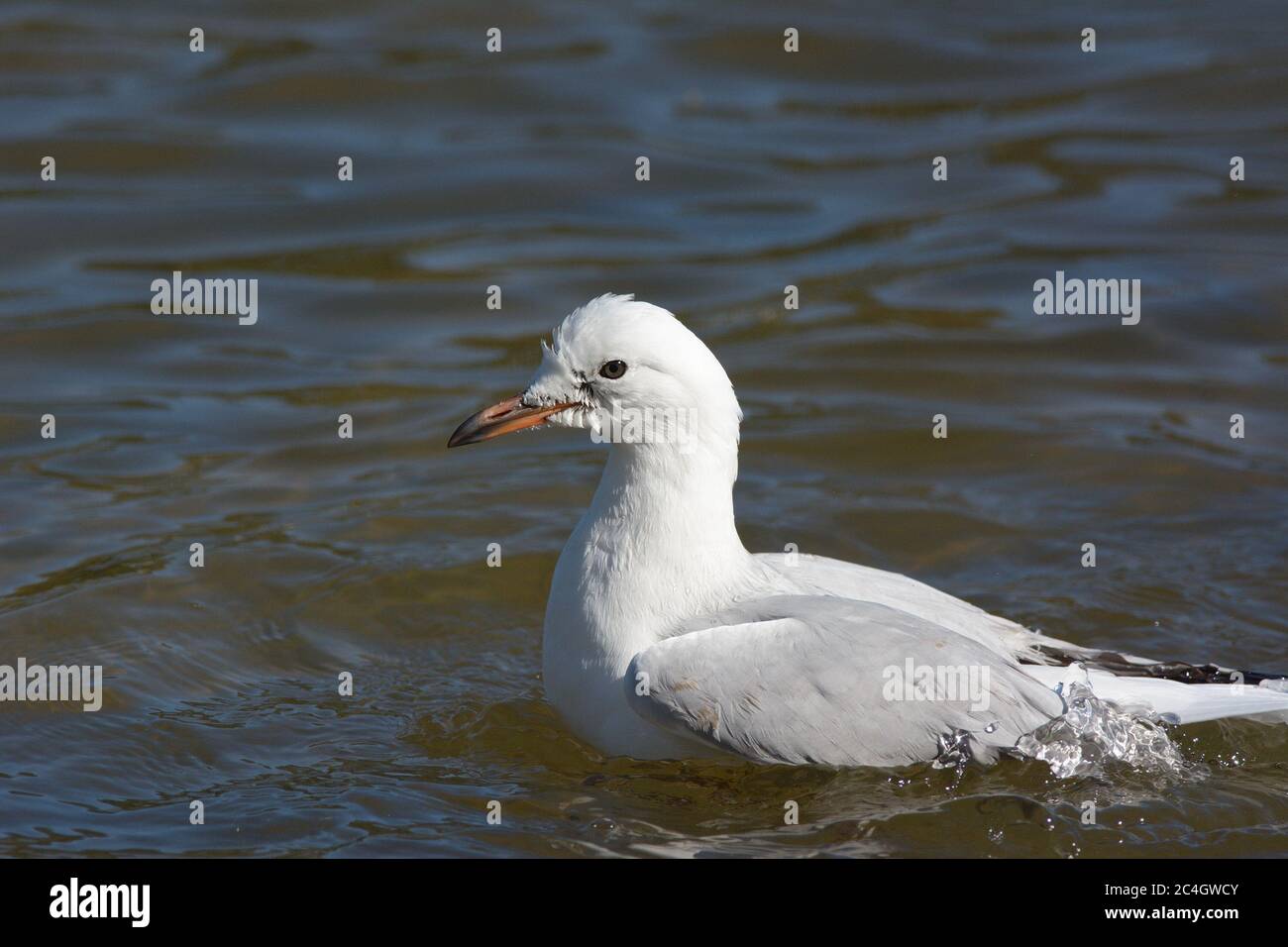 A Silver Gull (Australian seagull) bathing in water in NSW Australia ...