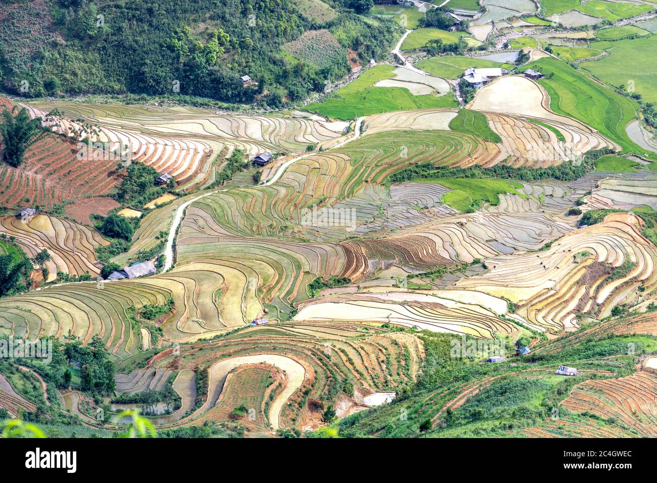 The image is as beautiful as the oil painting of terraced field. Curved ...