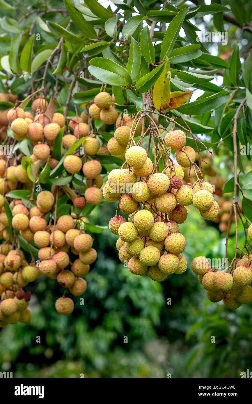 The lychee bunch on the tree Stock Photo - Alamy
