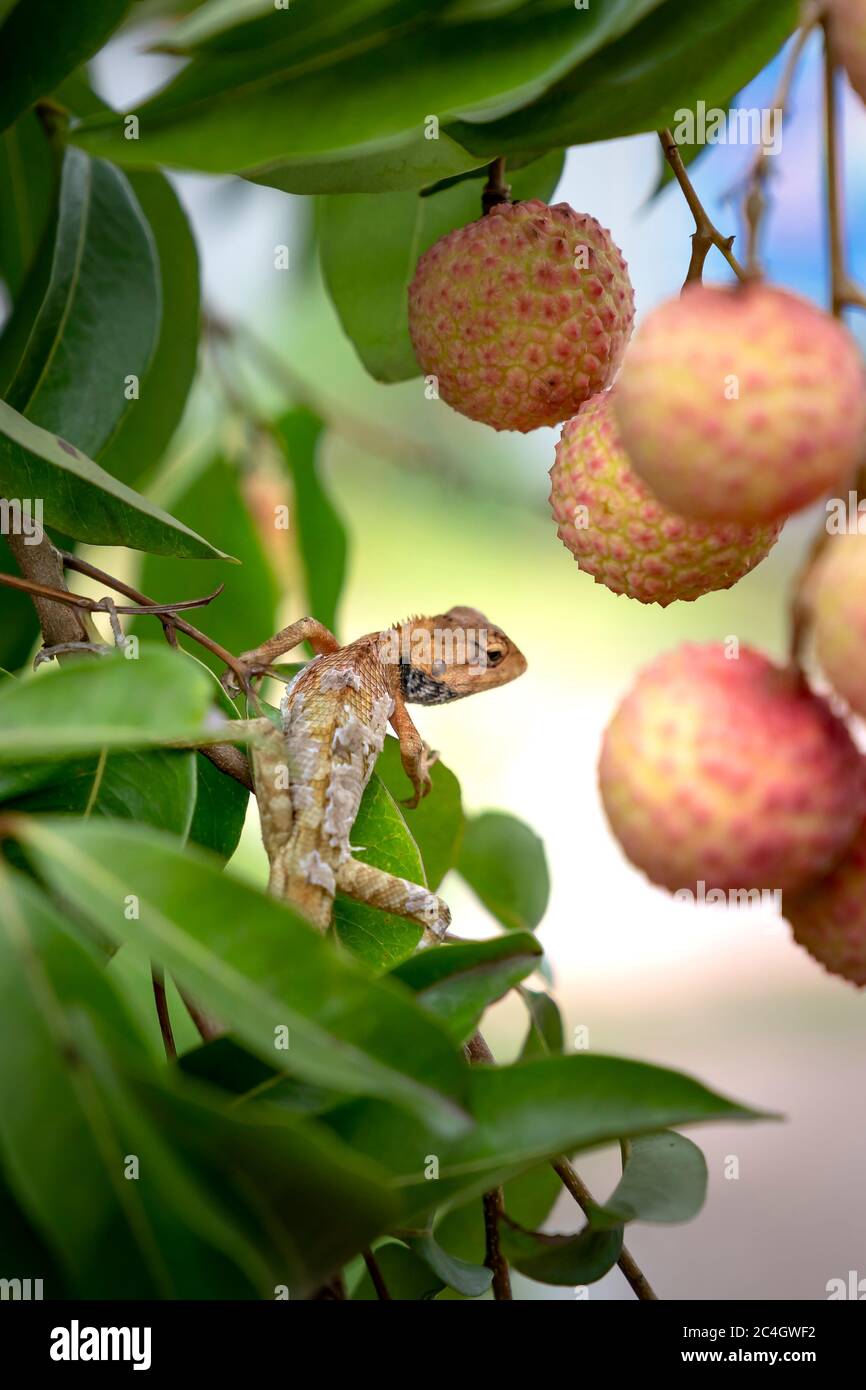 Litchi tree hi-res stock photography and images - Alamy