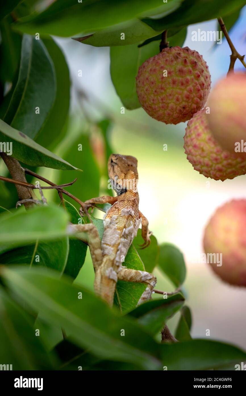 gecko on a litchi tree Stock Photo - Alamy