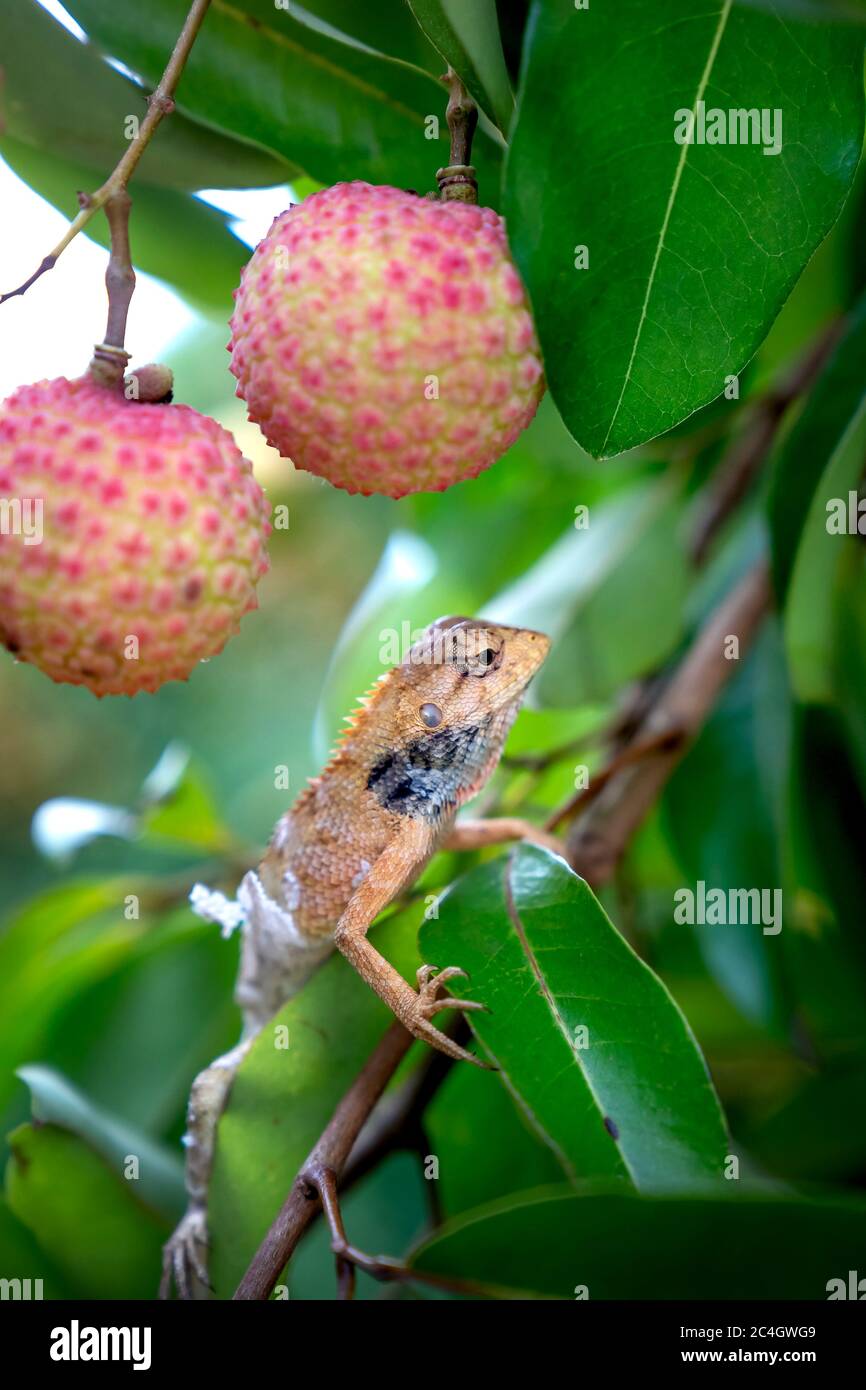 Litchi tree hi-res stock photography and images - Alamy