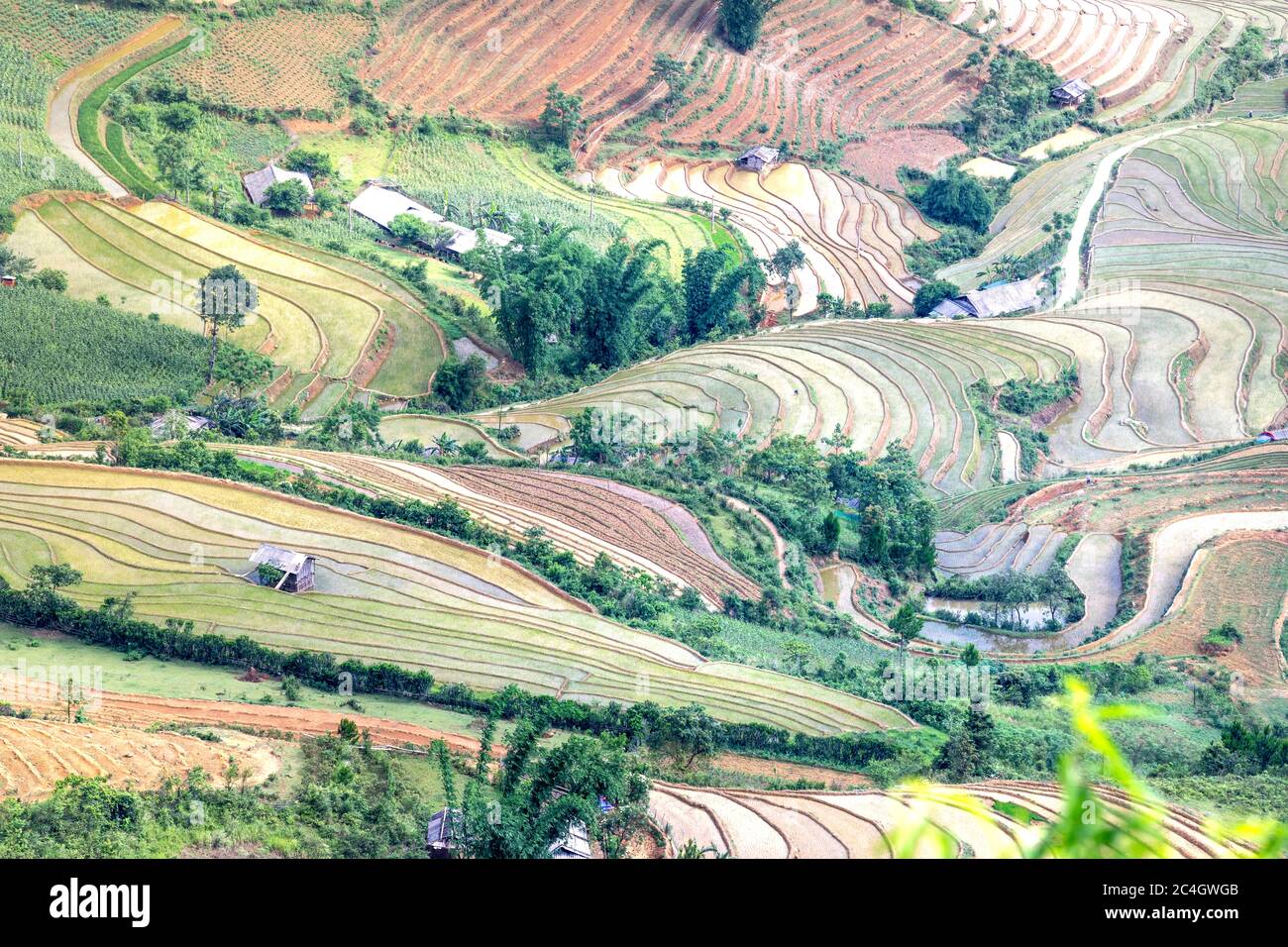The image is as beautiful as the oil painting of terraced field. Curved ...