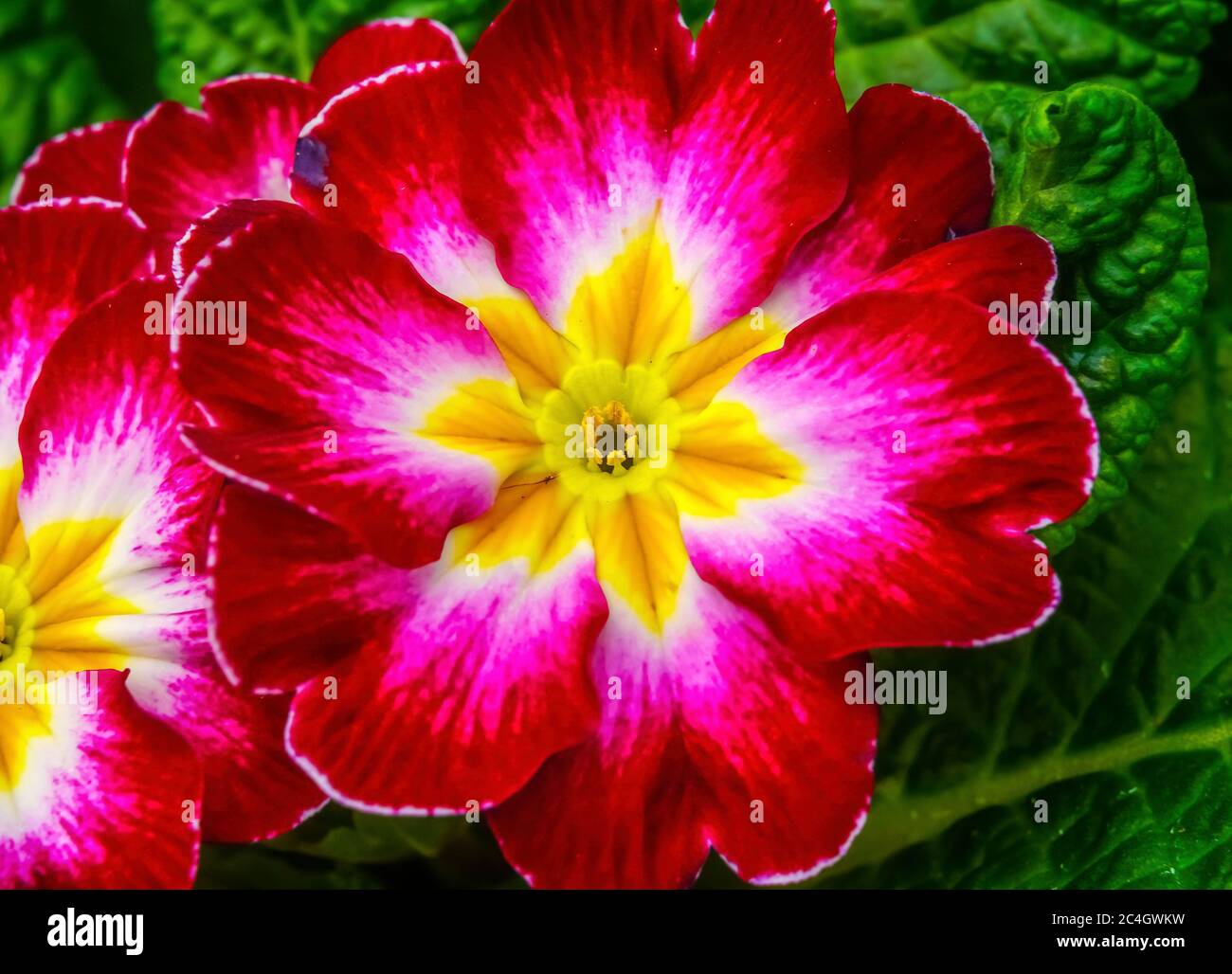 Englsih primrose hi-res stock photography and images - Alamy