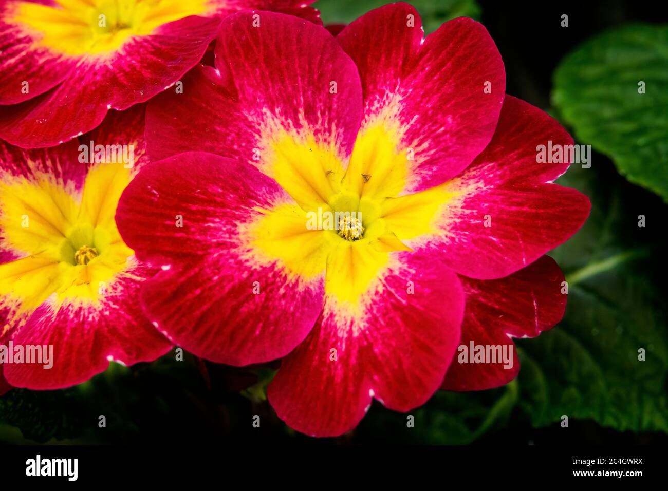 Englsih primrose hi-res stock photography and images - Alamy