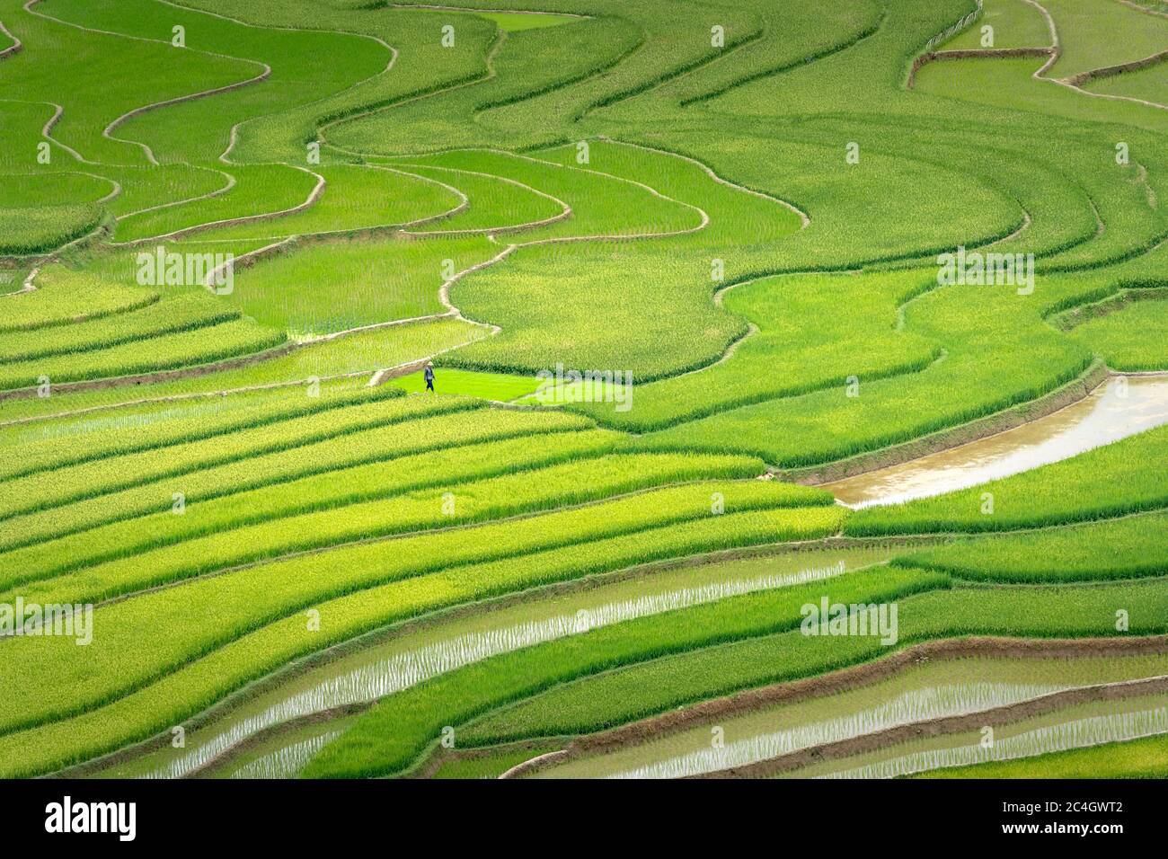 The image is as beautiful as the oil painting of terraced field. Curved ...