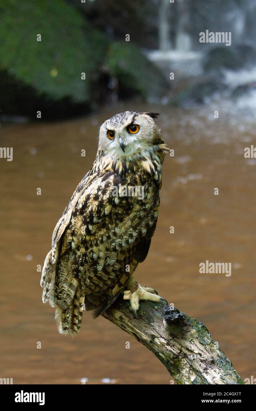 Eurasian eagle owl talons hi-res stock photography and images - Alamy