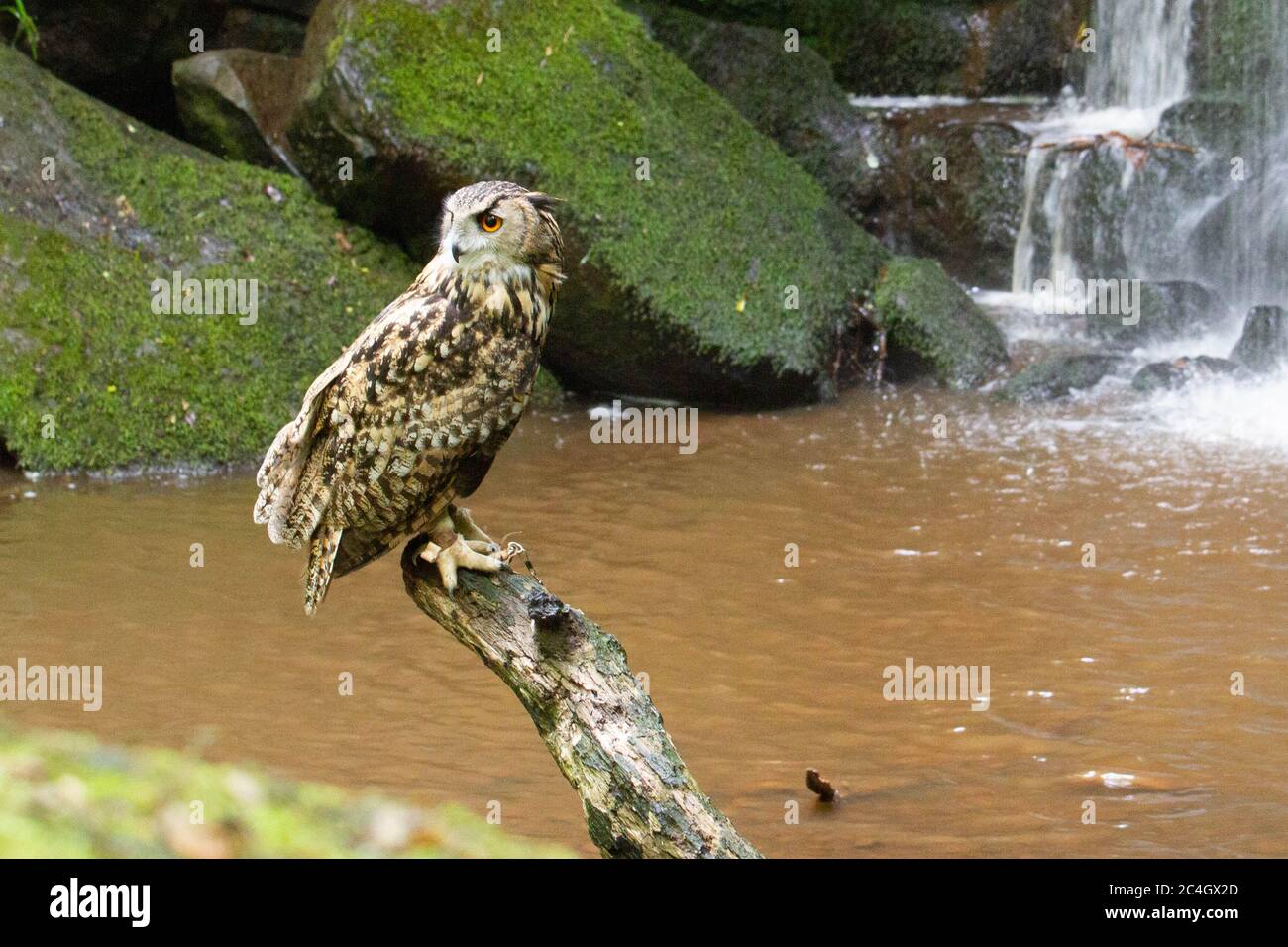 Eagle Owl ( Bubo bubo Stock Photo - Alamy