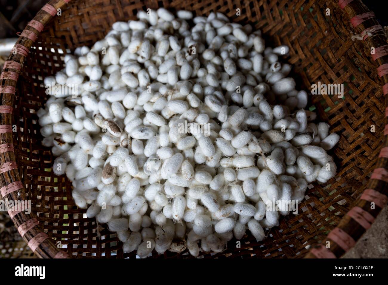 Silkworm cocoons in weave bamboo threshing basket Stock Photo - Alamy