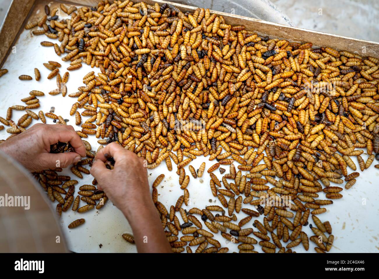 workers are sorting silkworm pupae Stock Photo - Alamy
