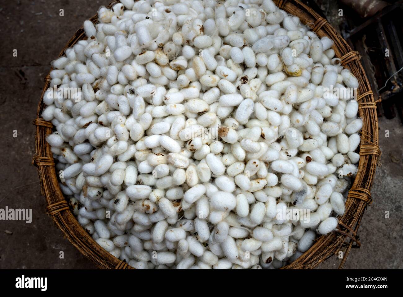 Silkworm cocoons in weave bamboo threshing basket Stock Photo - Alamy