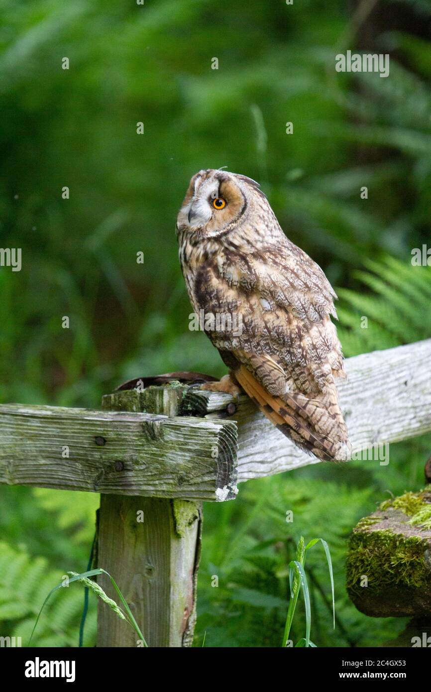 Long Eared Owl (Otus otus Stock Photo - Alamy