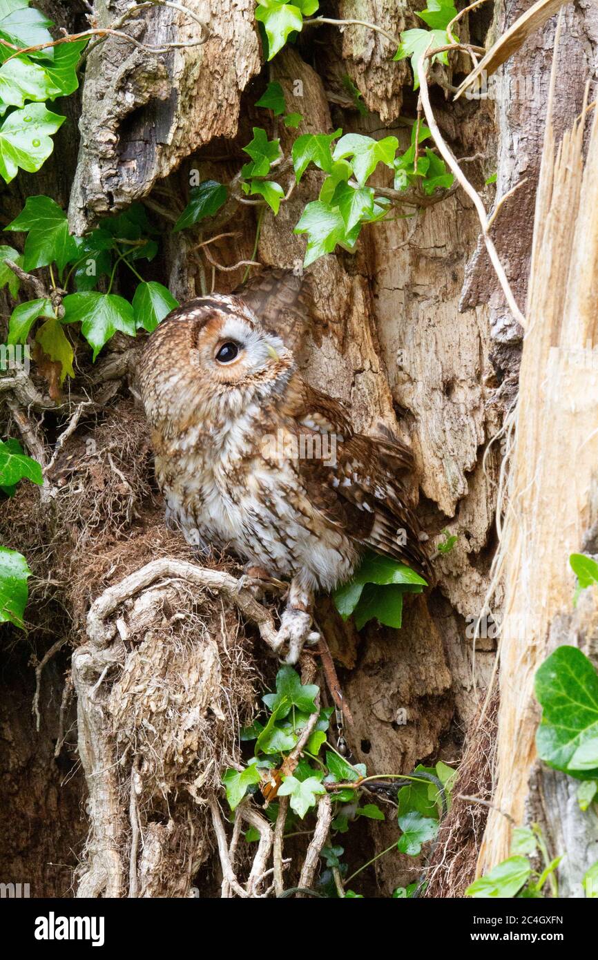 Tawny Owl (Strix aluco Stock Photo - Alamy