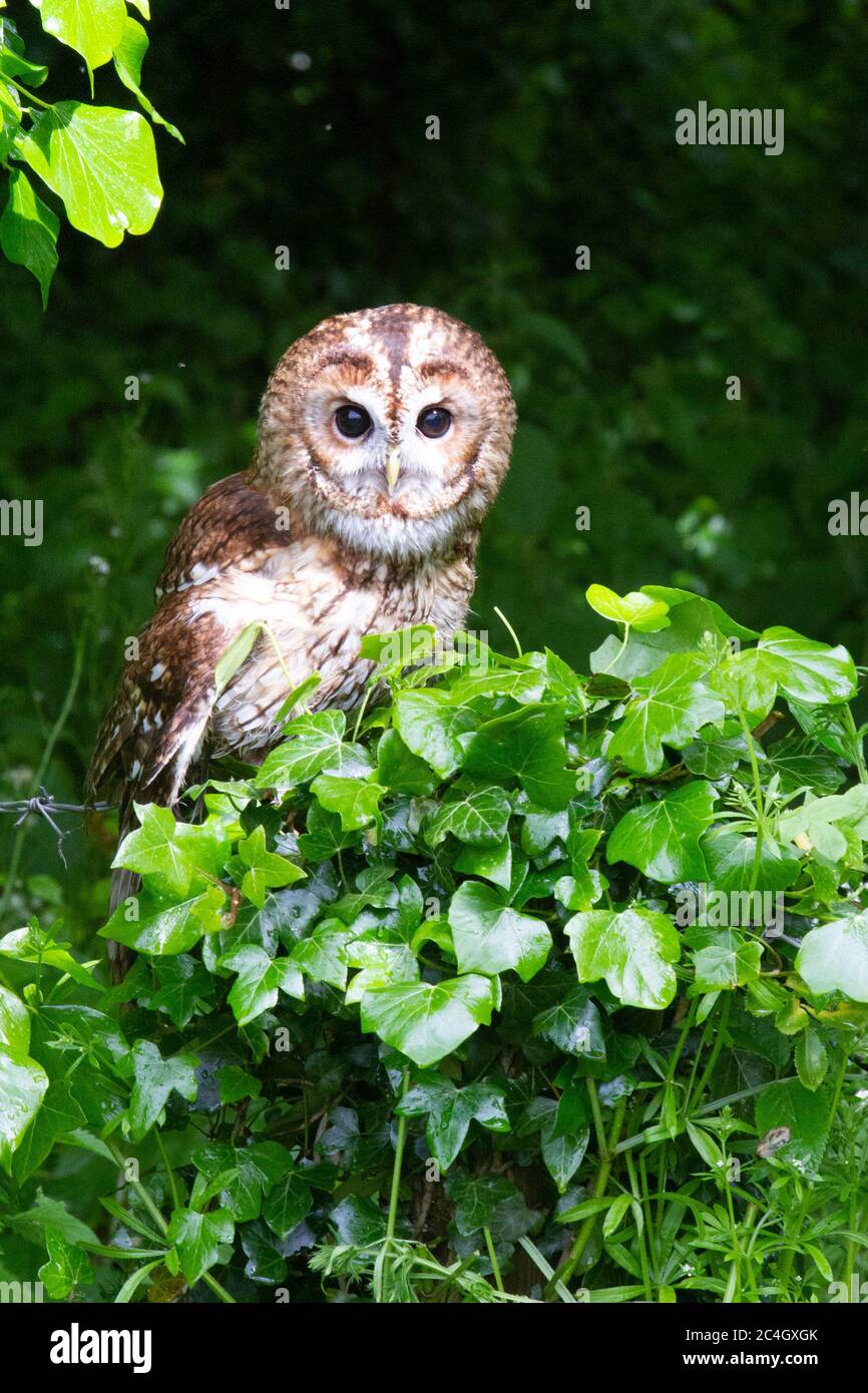 Tawny colour hi-res stock photography and images - Alamy