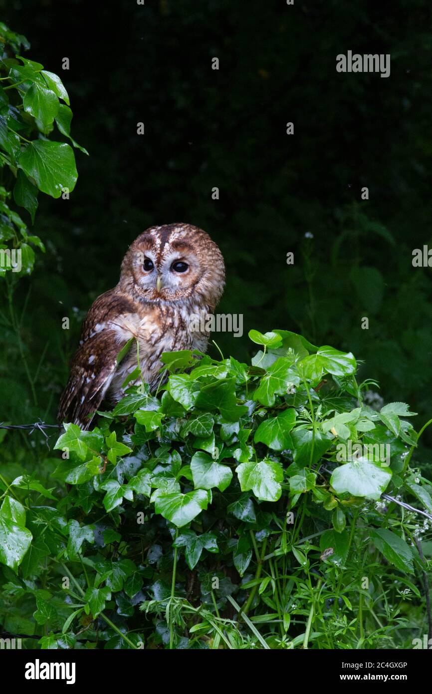 Tawny Owl (Strix aluco Stock Photo - Alamy