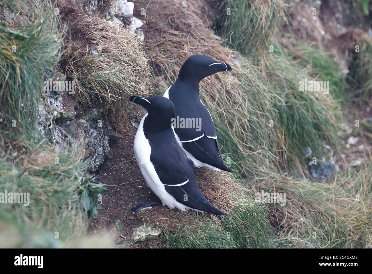 Pair of razorbill hi-res stock photography and images - Alamy
