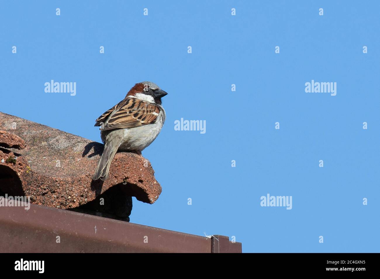 Passer sparrow hi-res stock photography and images - Alamy