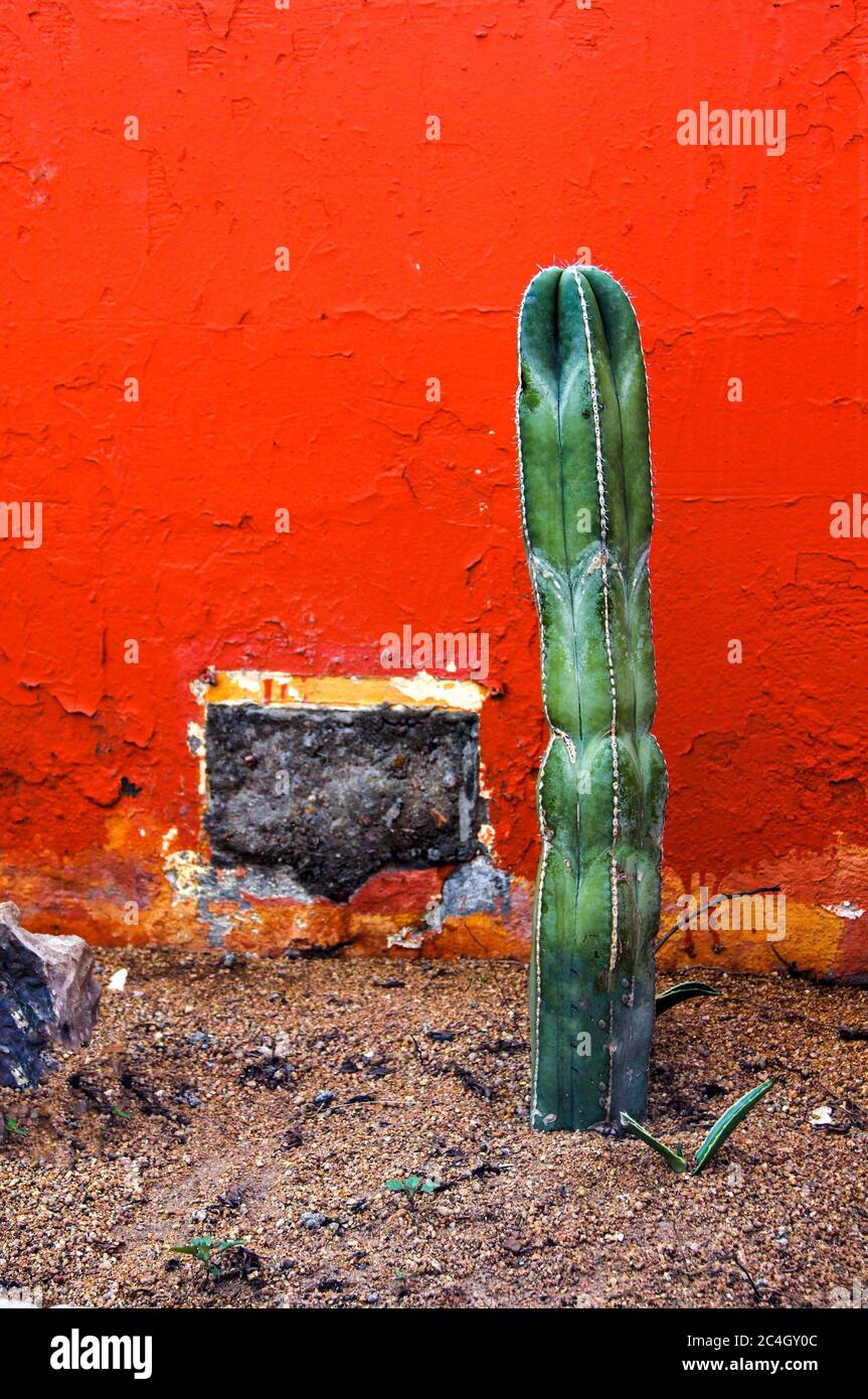 Cactus in egypt hi-res stock photography and images - Alamy