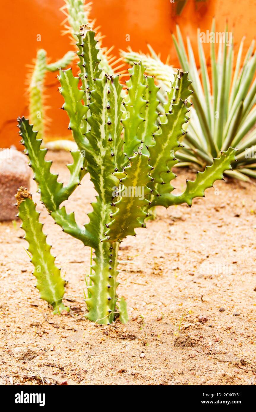 Cactus desert egypt hi-res stock photography and images - Alamy