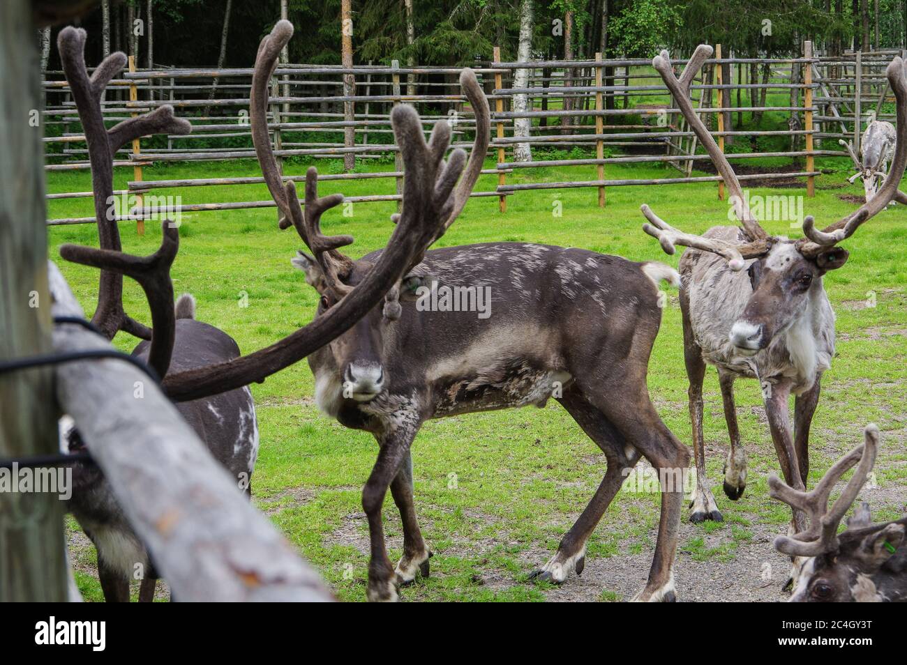 Group of reindeers at finland farm in summer Stock Photo - Alamy