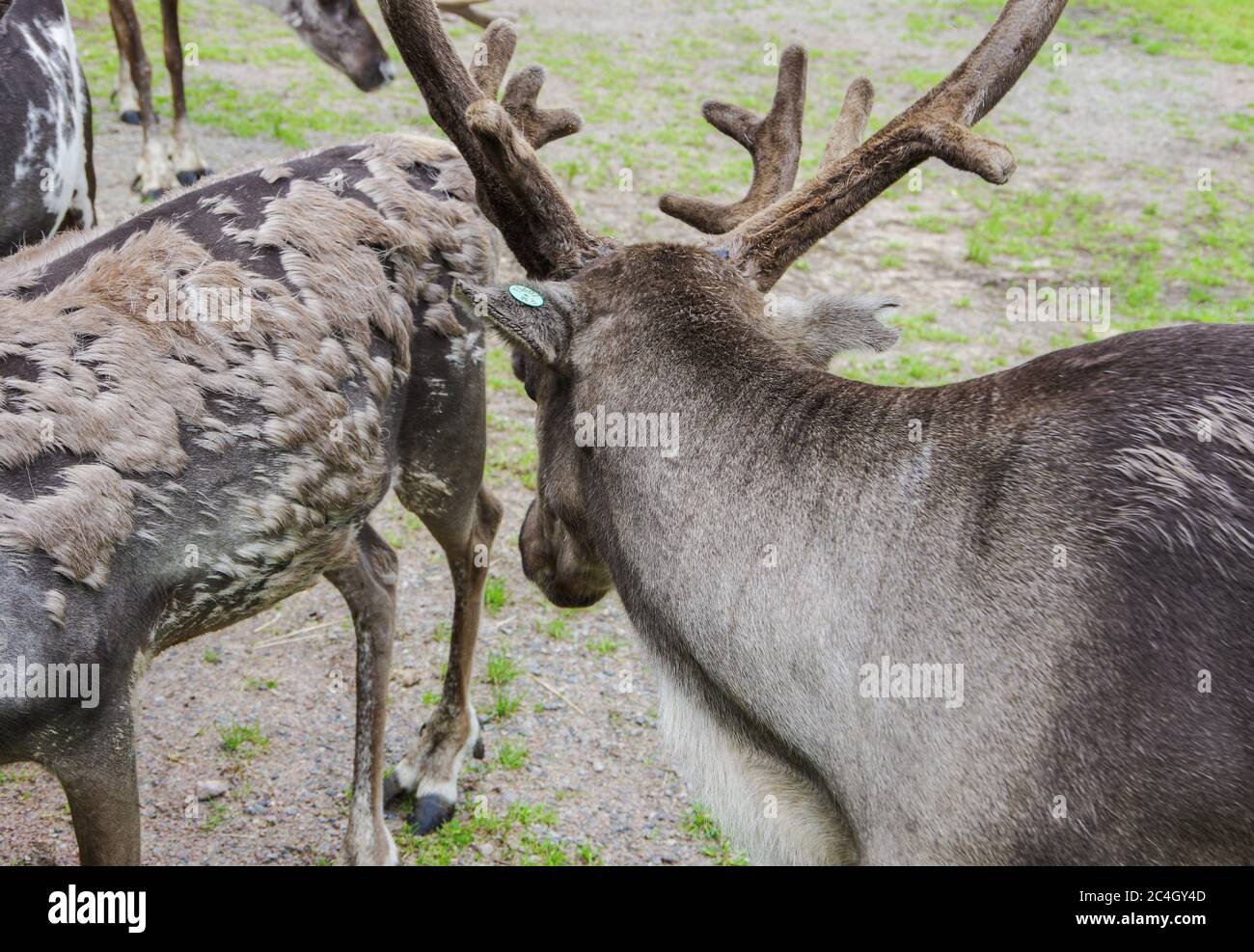 Group of reindeers with molting grey fur and velvet antlers Stock Photo ...