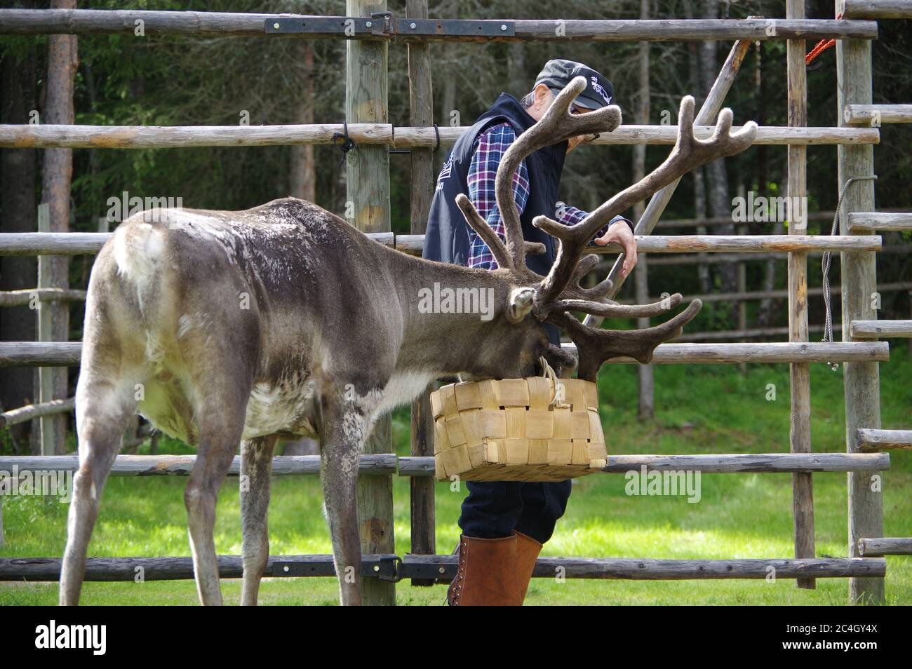 Farmer feeding domestic male reindeer with lichen in the basket Stock ...