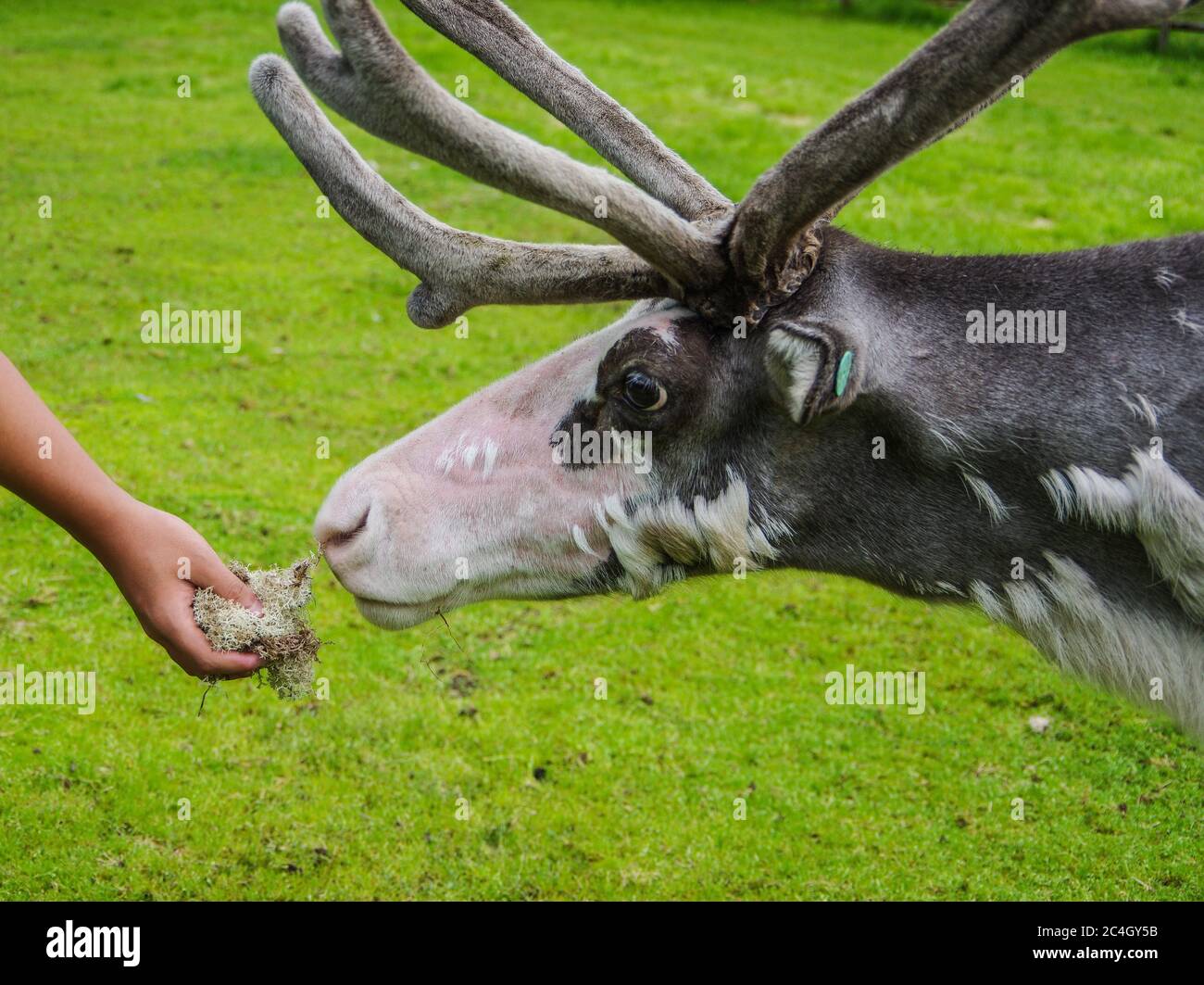 Caribou face hi-res stock photography and images - Alamy