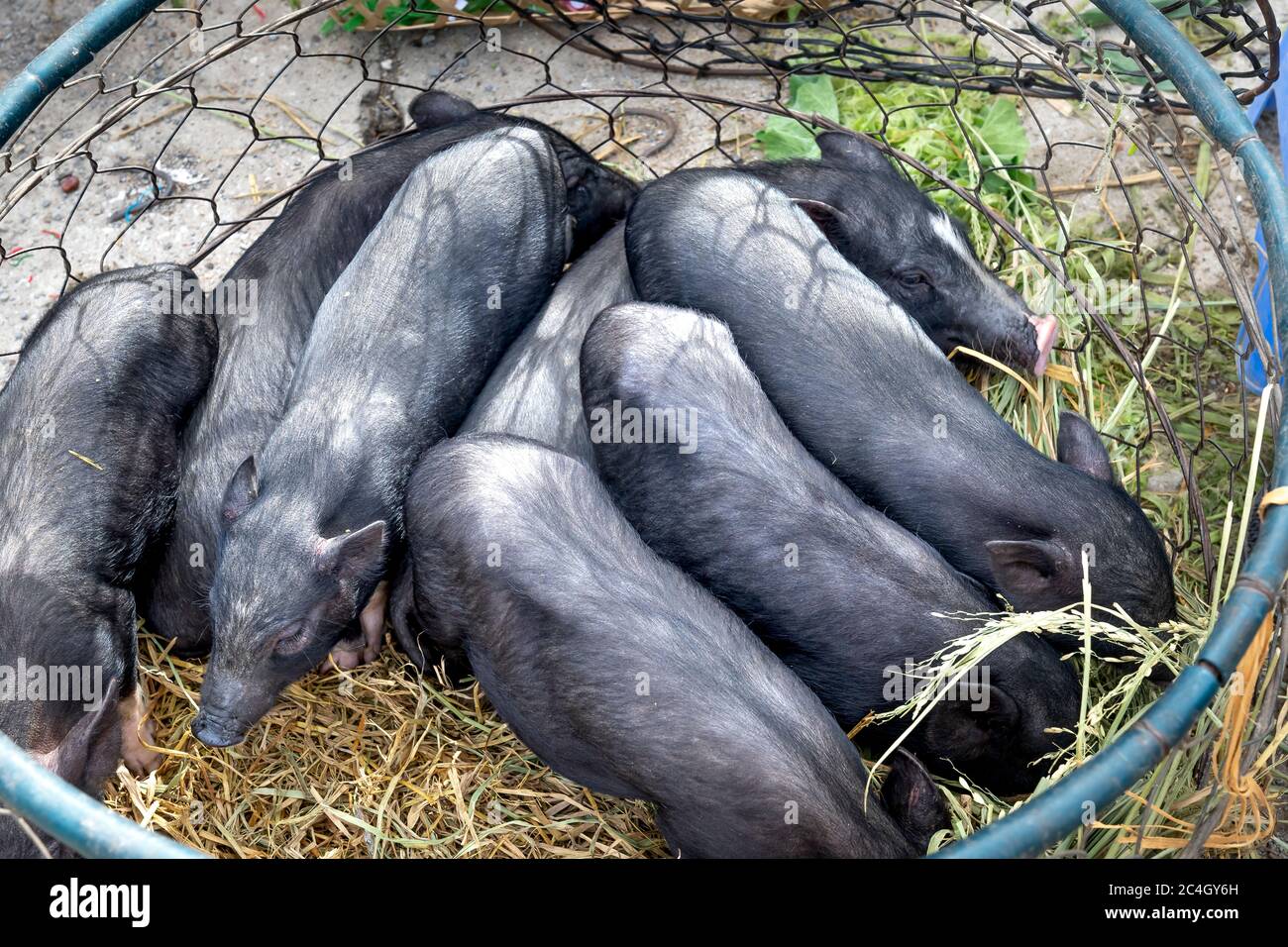 Black pigs of ethnic minorities in Moc Chau are sold at the market ...