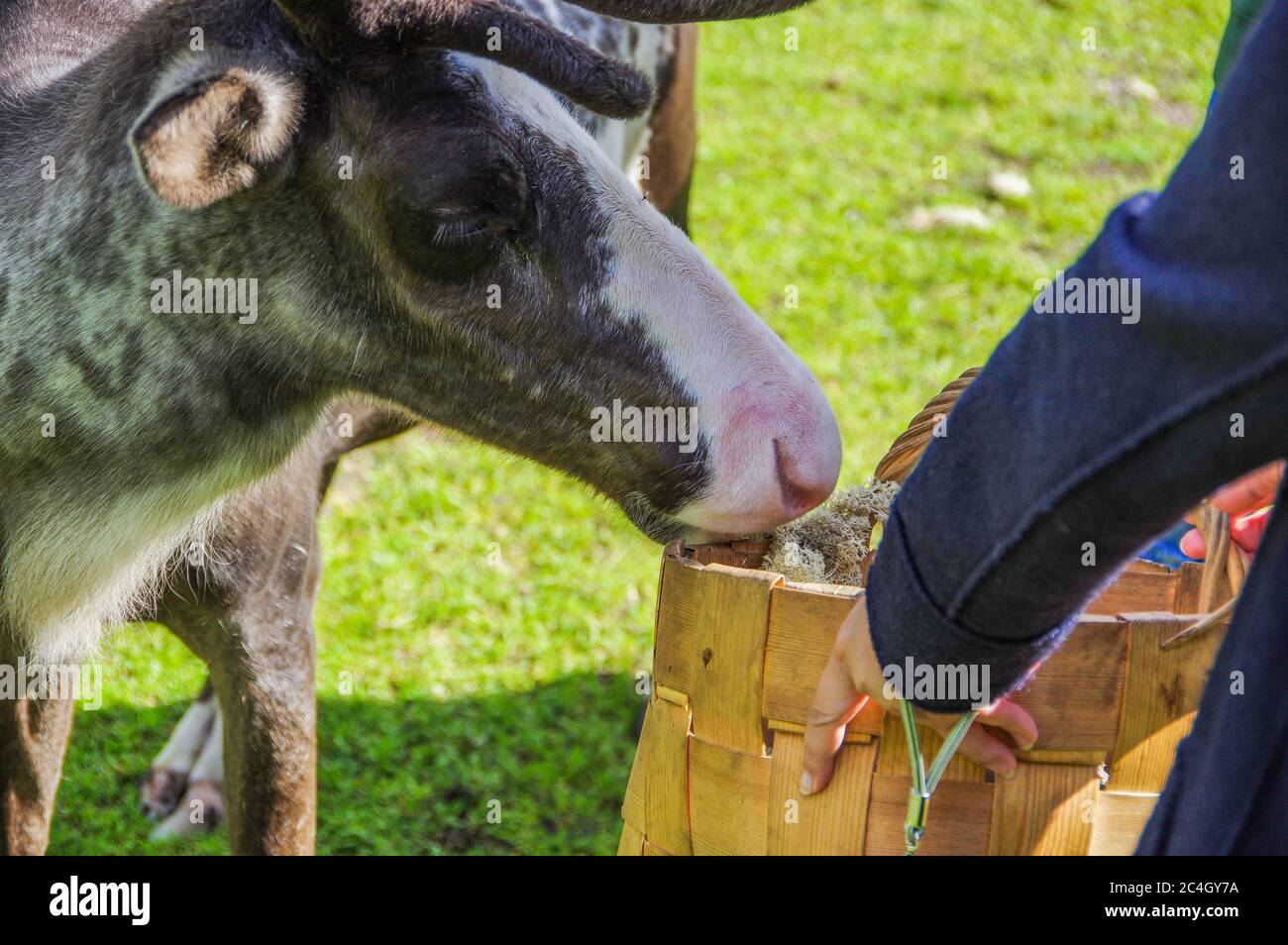 Reindeer eating lichen in basket at farm in summer Stock Photo - Alamy