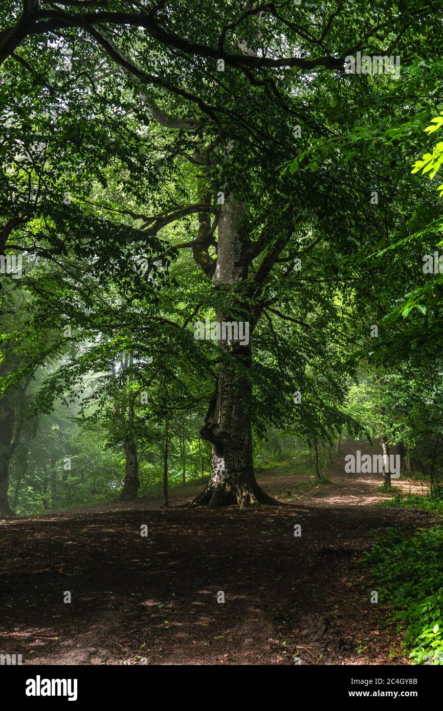 The road in Sabaduri forest, the recreation area close to Tbilisi city ...