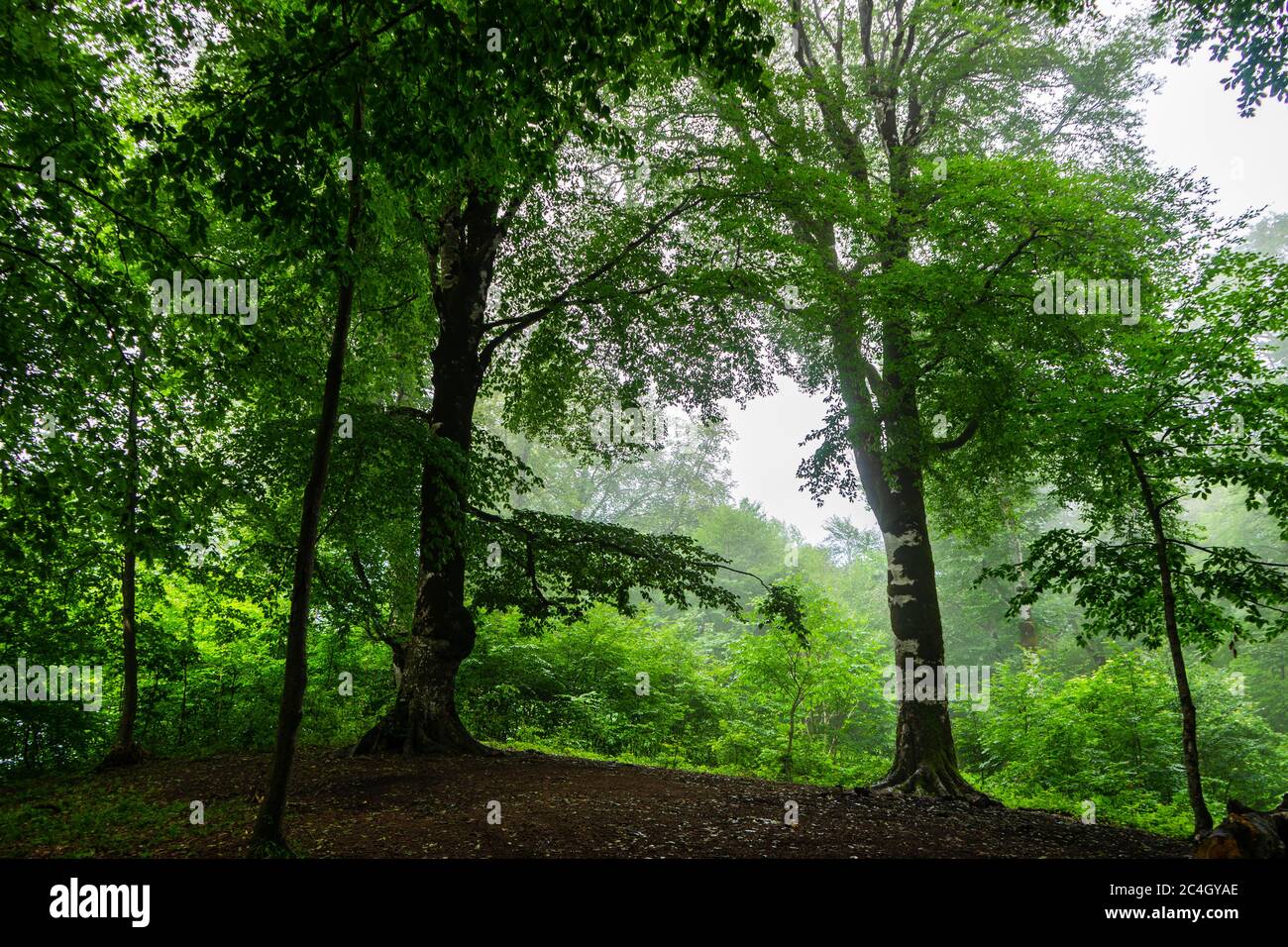Misty morning forest landscape in famous georgian Sabaduri forest close ...