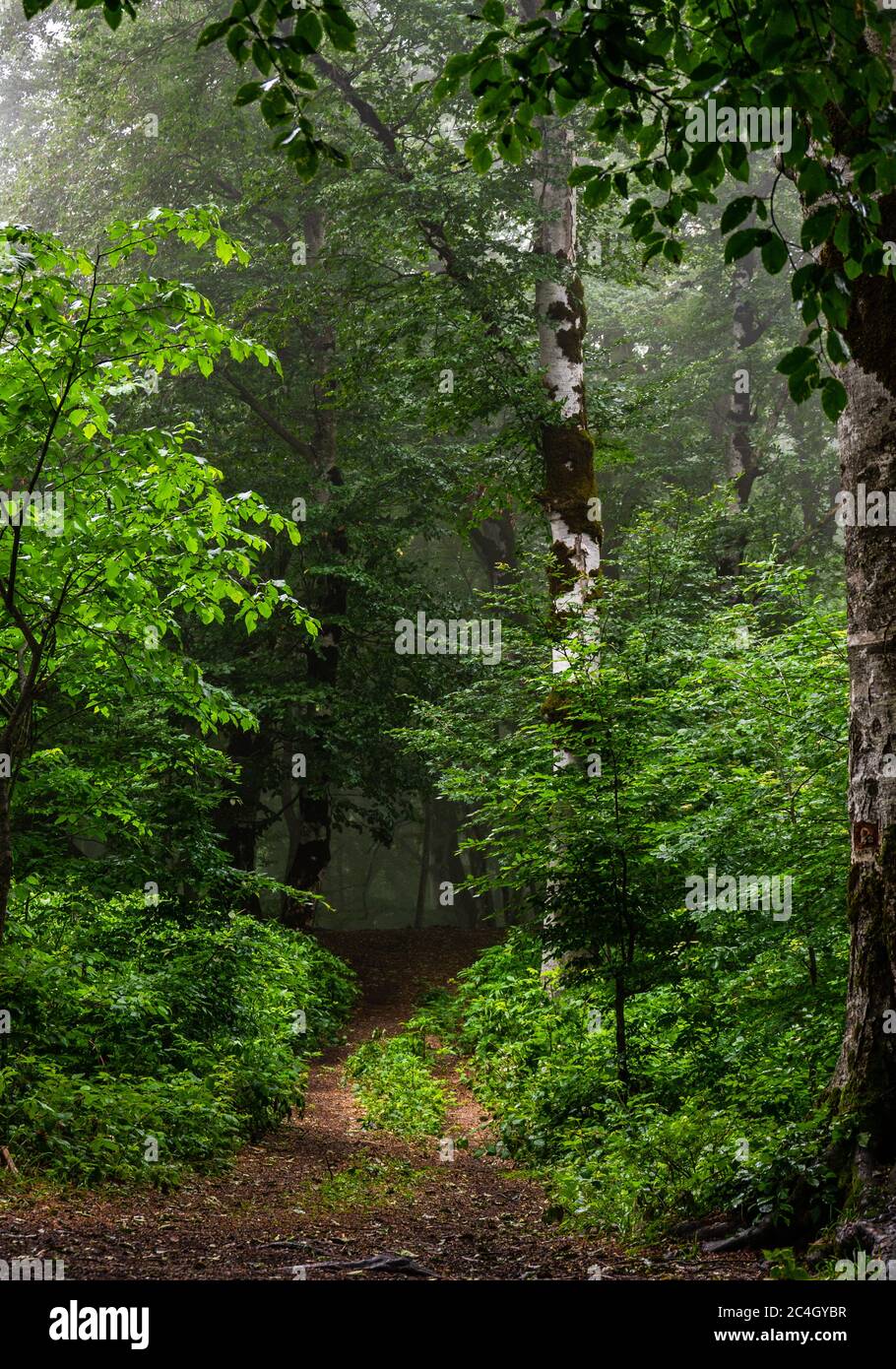 Misty morning forest landscape in famous georgian Sabaduri forest close ...