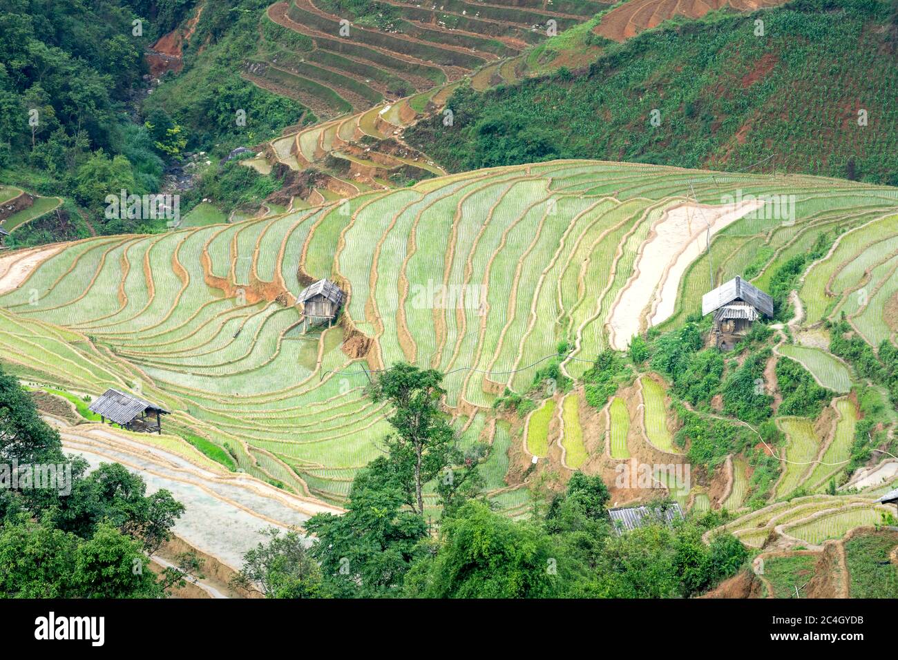 The image is as beautiful as the oil painting of terraced field. Curved ...