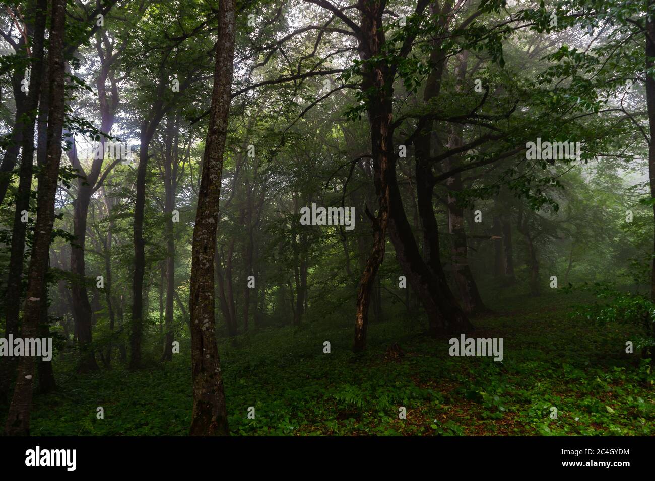 Misty morning forest landscape in famous georgian Sabaduri forest close ...