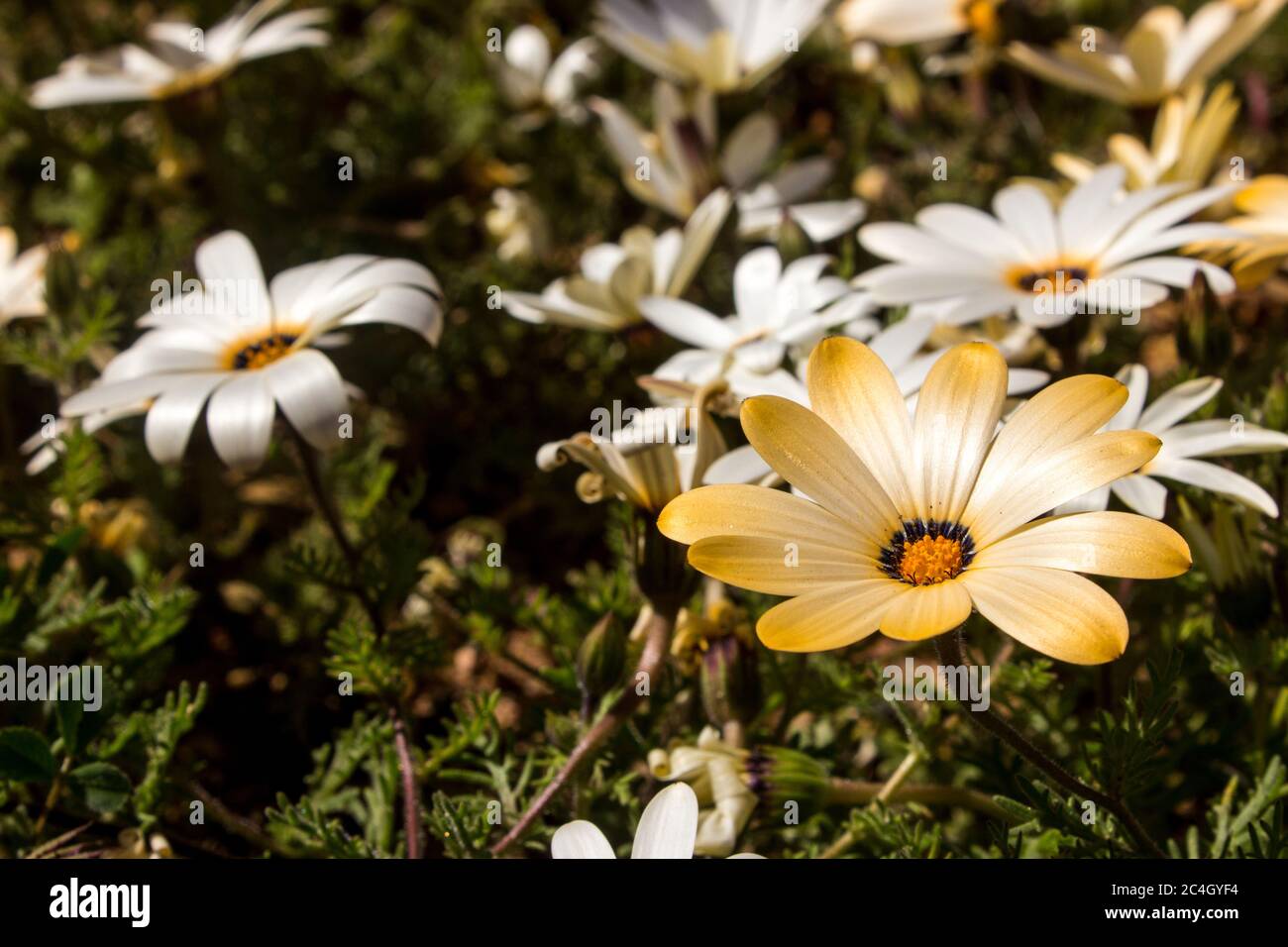 Wild flowers nature veld hi-res stock photography and images - Alamy