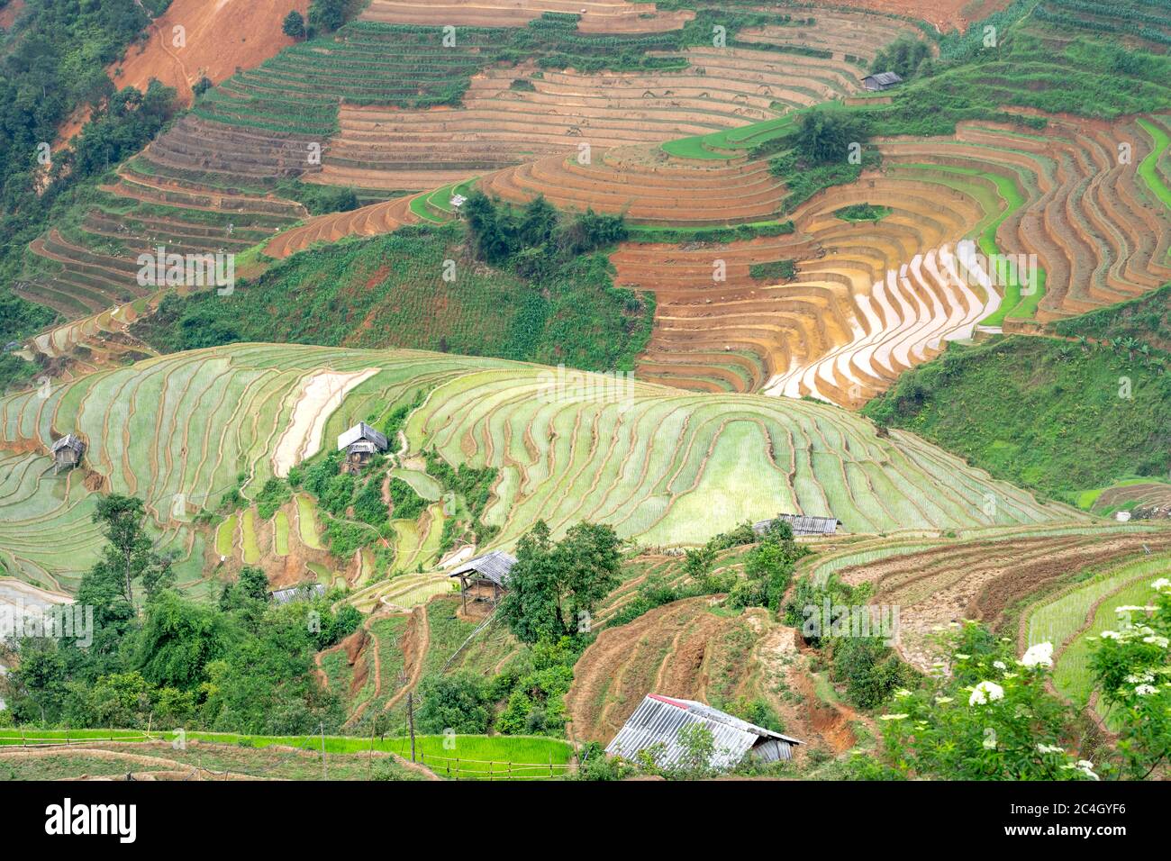 The image is as beautiful as the oil painting of terraced field. Curved ...