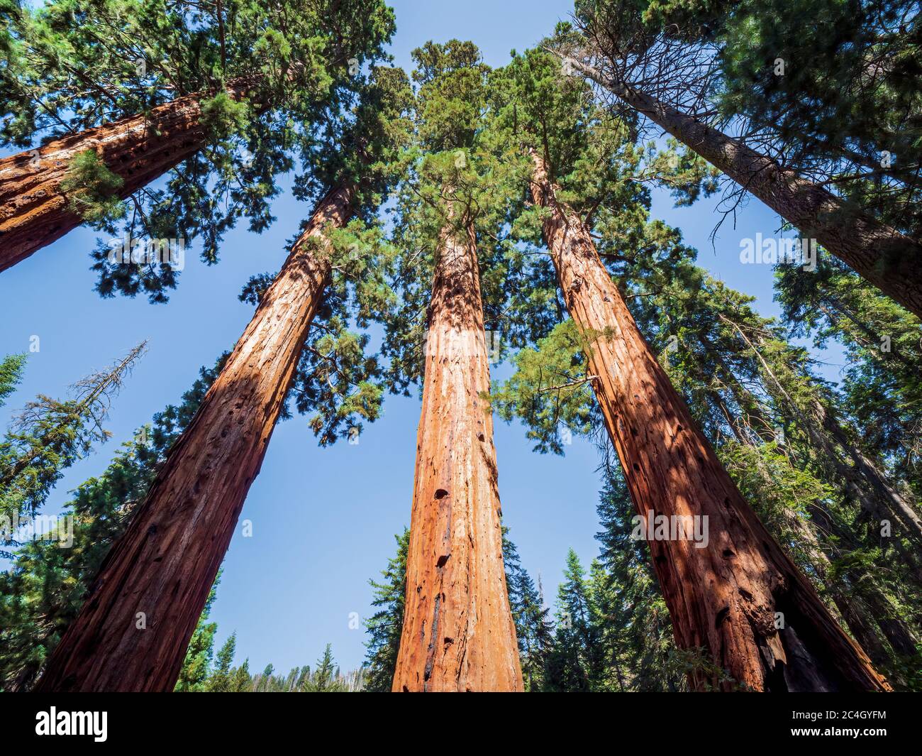 Giant sequoia trees in Giant Forest of Sequoia National Park in U.S ...