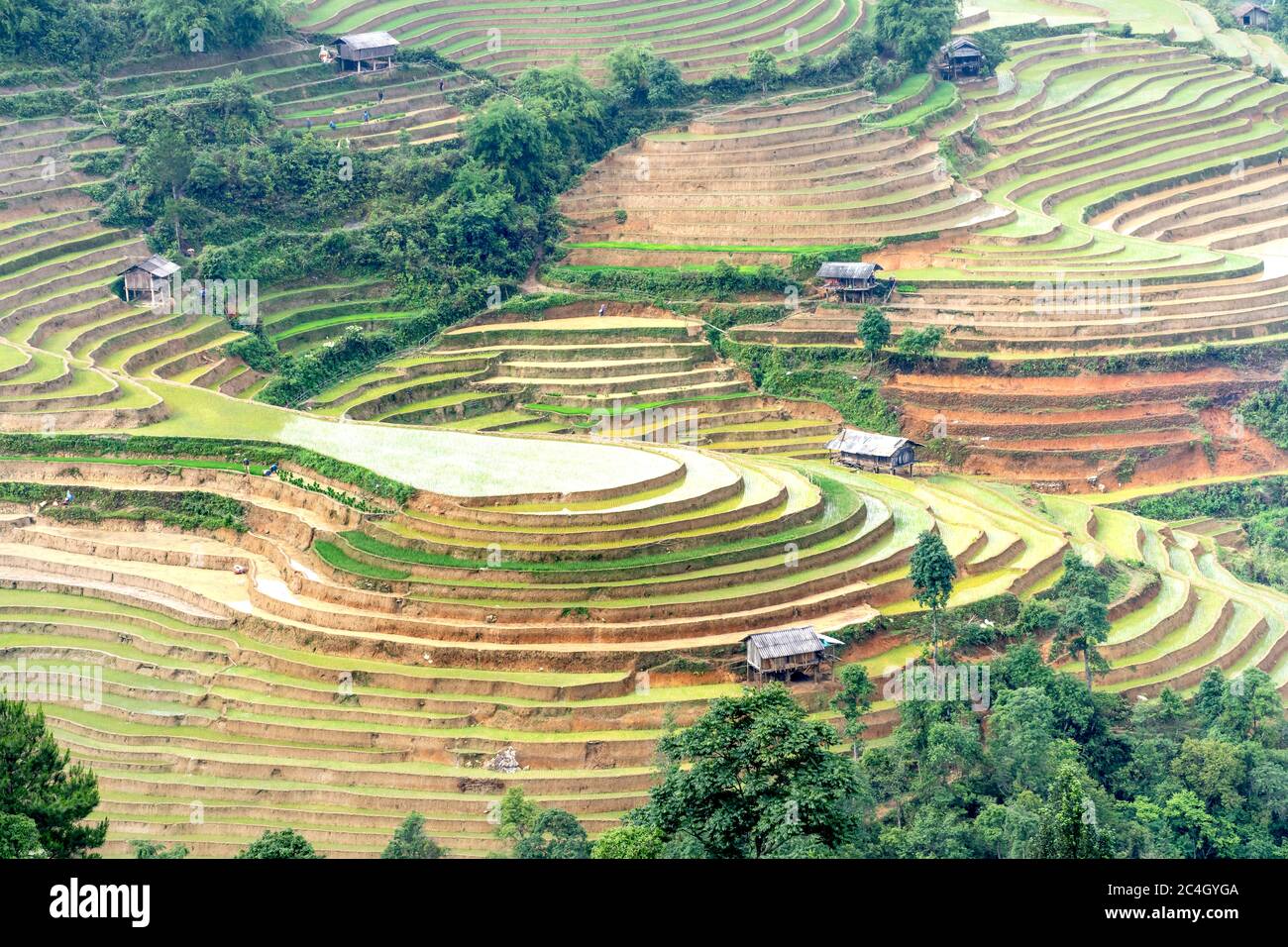 The image is as beautiful as the oil painting of terraced field. Curved ...