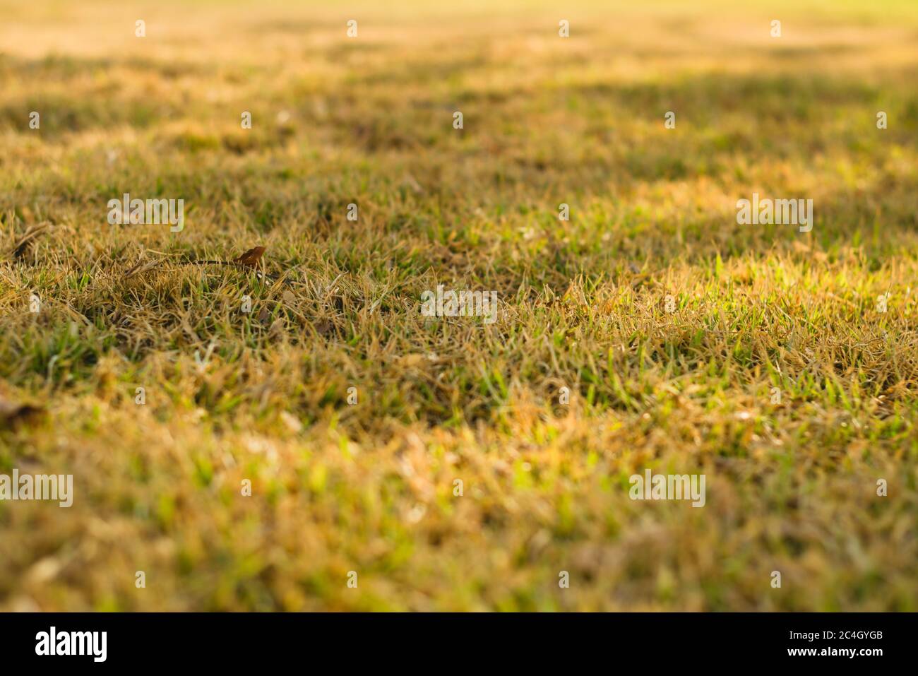Field dry yellow grass hi-res stock photography and images - Alamy