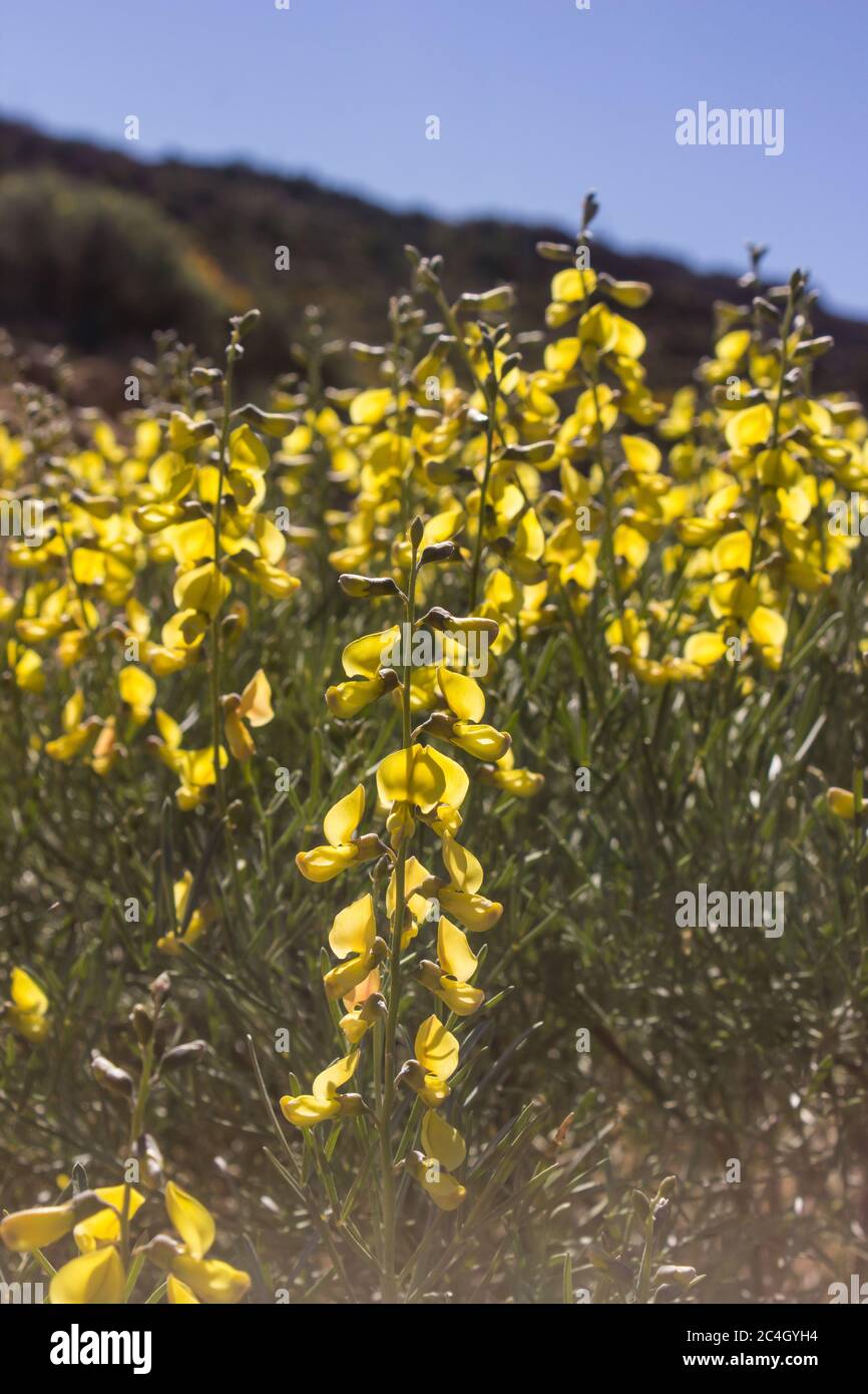 Semi arid flowers hi-res stock photography and images - Alamy
