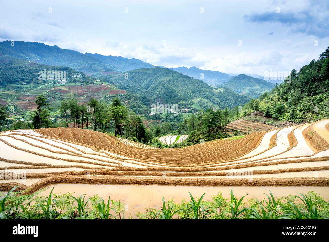 The image is as beautiful as the oil painting of terraced field. Curved ...