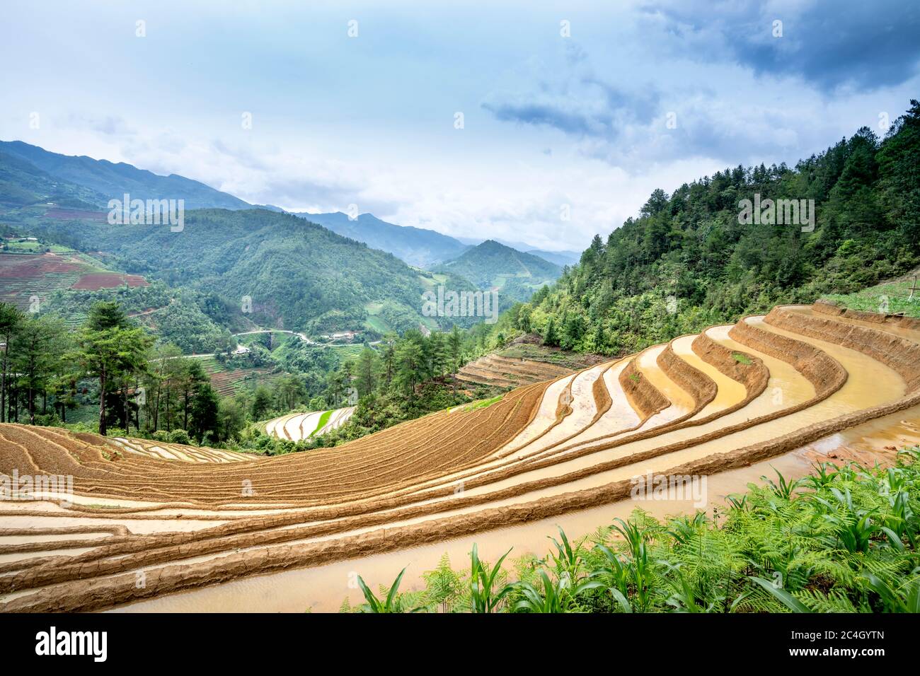 The image is as beautiful as the oil painting of terraced field. Curved ...