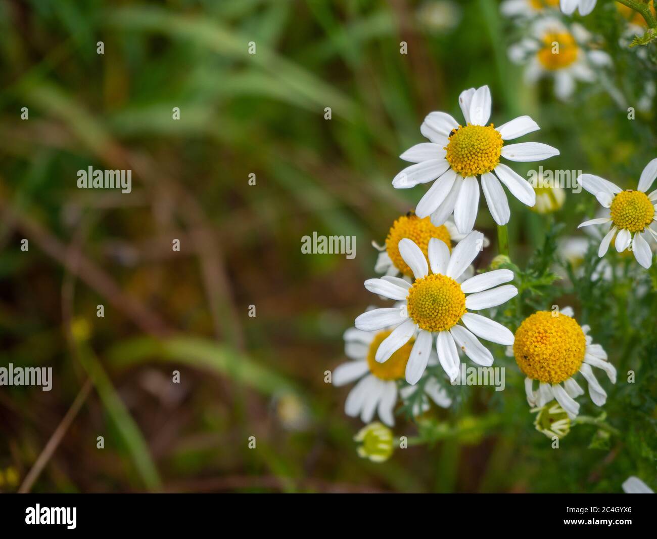 many chamomile plants cover the ground of a wild meadow Stock Photo - Alamy