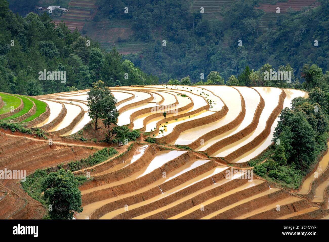The image is as beautiful as the oil painting of terraced field. Curved ...