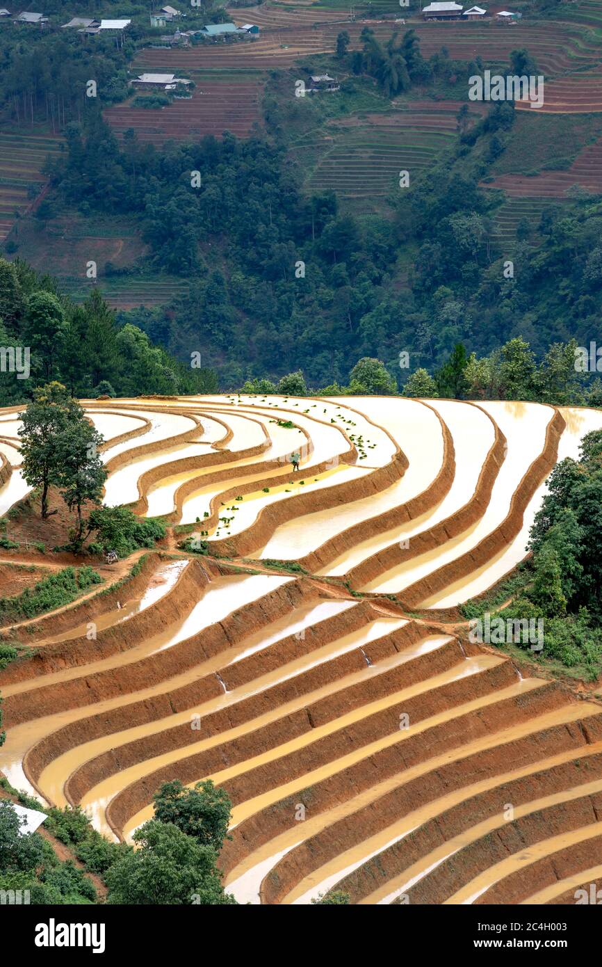 The image is as beautiful as the oil painting of terraced field. Curved ...